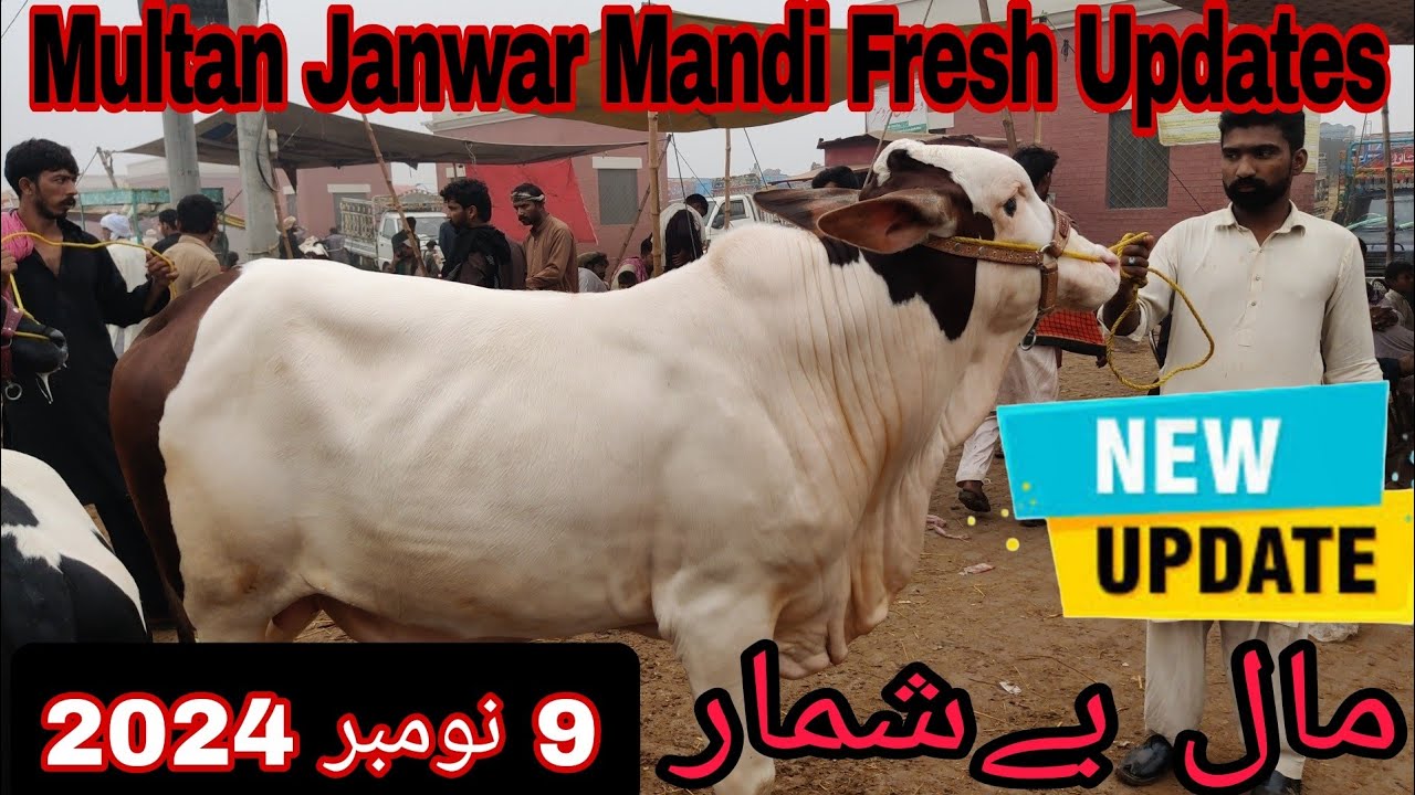 Multan Janwar Mandi Fresh Rates Updates | 9-11-2024 #multanjanwarmandi ...