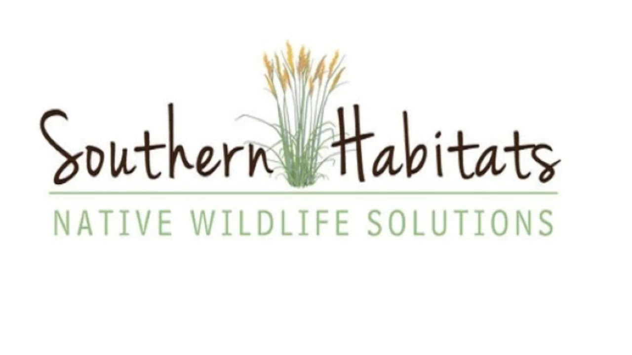 Groundcover Restoration Planting Wiregrass Plugs - YouTube