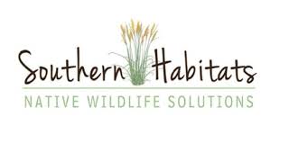 Groundcover Restoration Planting Wiregrass Plugs