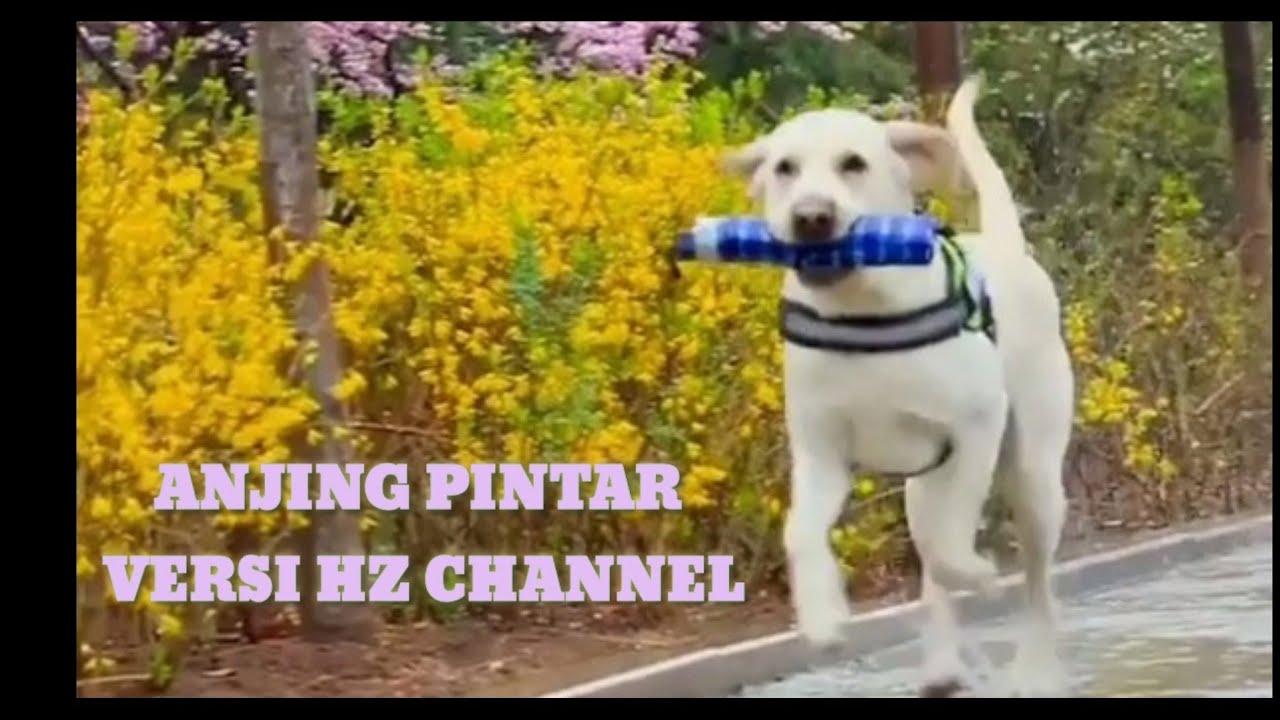 ANJING PINTAR INSPIRASI - YouTube
