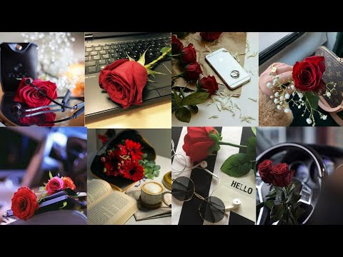 Red Rose Picture🌹 Flower Dp🌹 Red Rose Status🌹Picture🌹Story🌹Aesthetic Rose Profile pics for Whatsapp