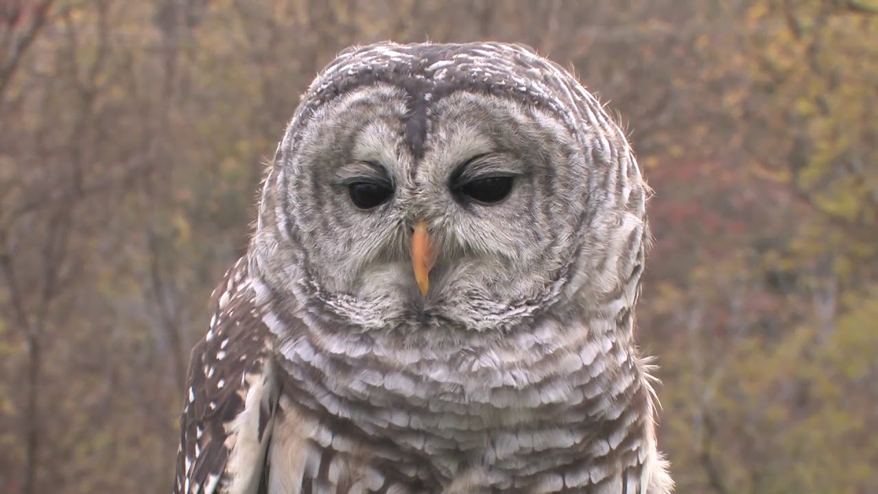 Cornell Raptor Rehabilitation Program - YouTube