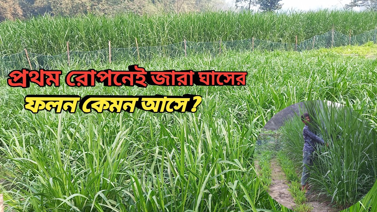 প্রথম রোপনেই জারা ঘাসের ফলন কেমন আসে ? জারা ঘাস কেন চাষ করবেন ? জারা ...