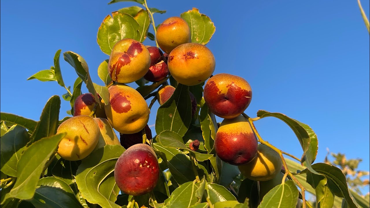 Growing & Harvesting Jujube in Las Vegas - YouTube