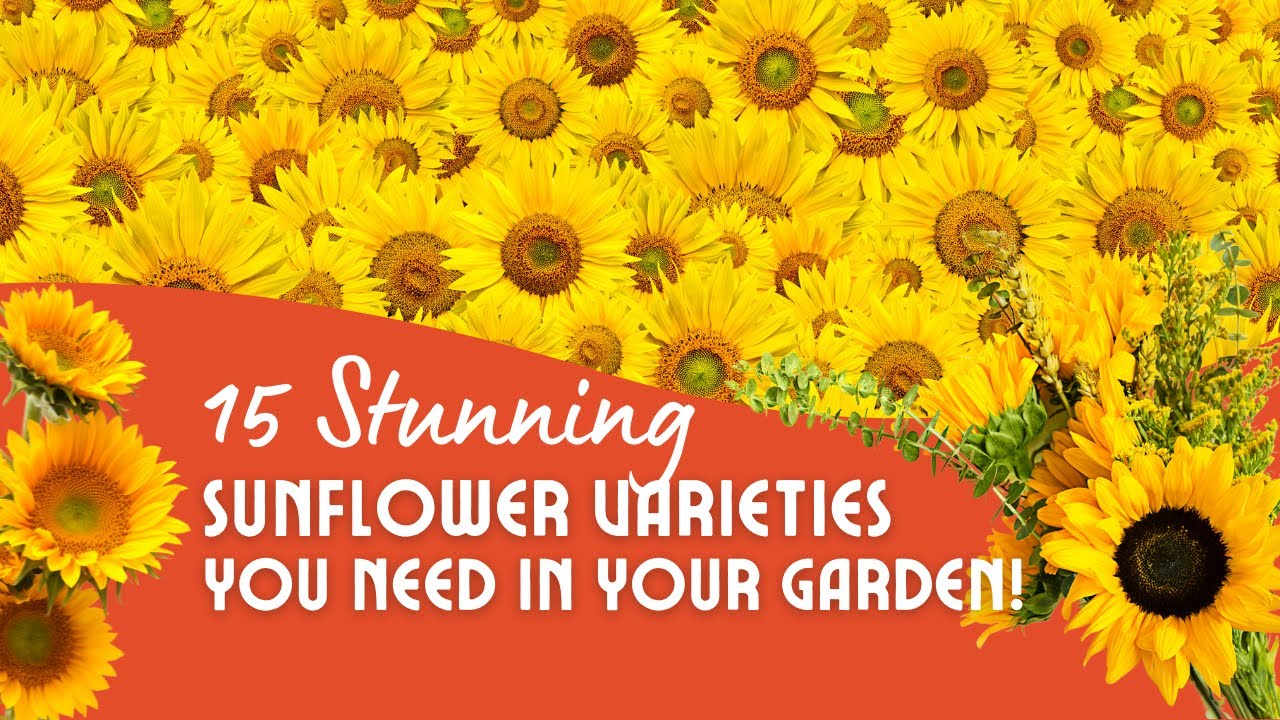 15 Stunning Sunflower Varieties You Need in Your Garden! - YouTube