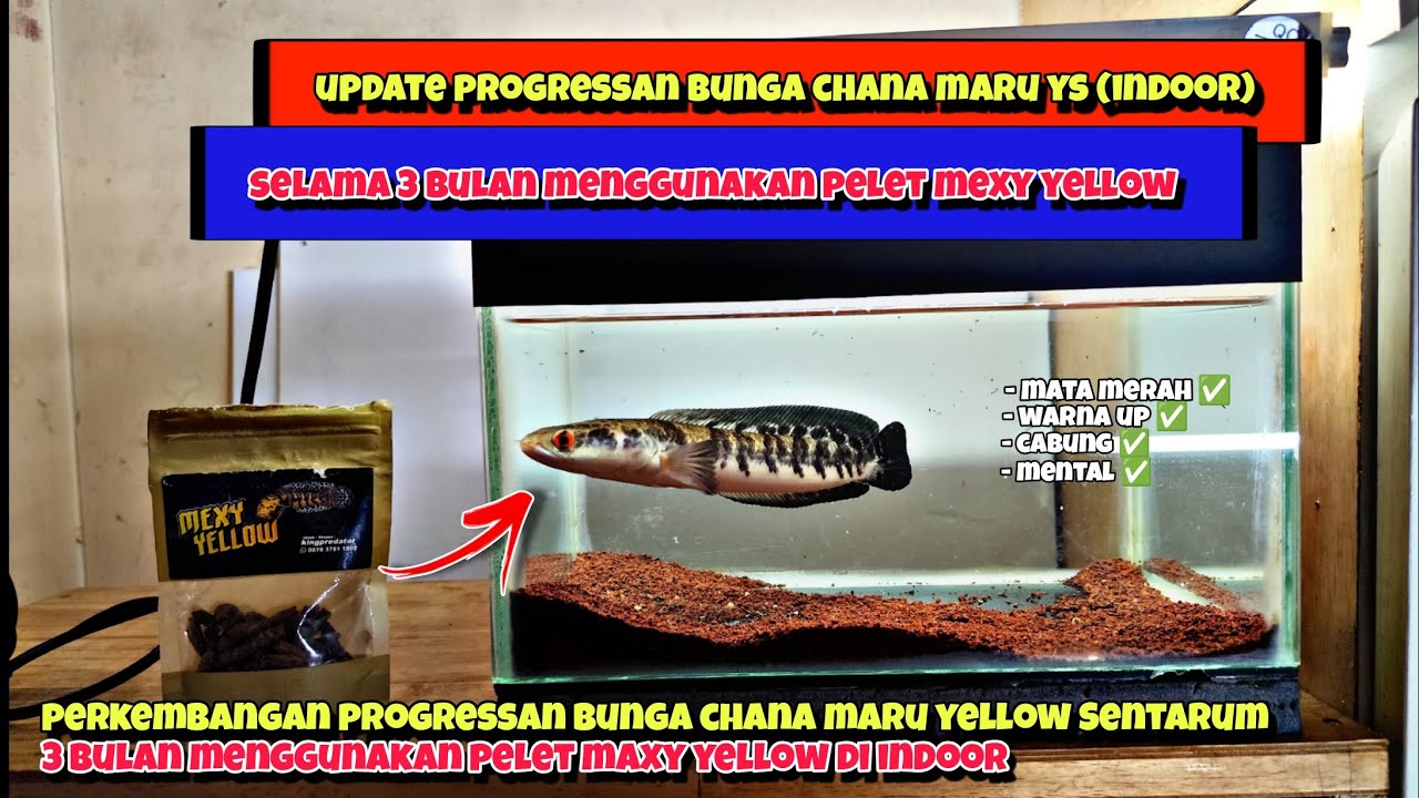 UPDATE PROGRESSAN BUNGA CHANA MARU YS (INDOOR)‼️SELAMA 3 BULAN ...