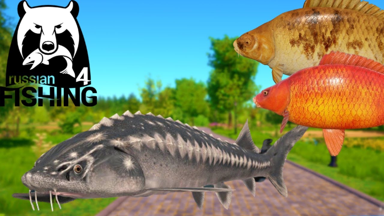 Sturgeons + Catfish + Rare Carps @ Amber | Russian Fishing 4 - YouTube