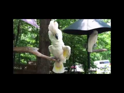 The Laughing Cockatoo Amused The Visitors in the Zoo - It's so Capable ...