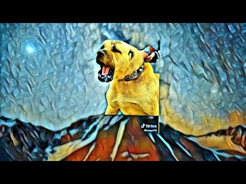 Tiktok Kangallar Videoları (Efsaneler Geri Döndü)