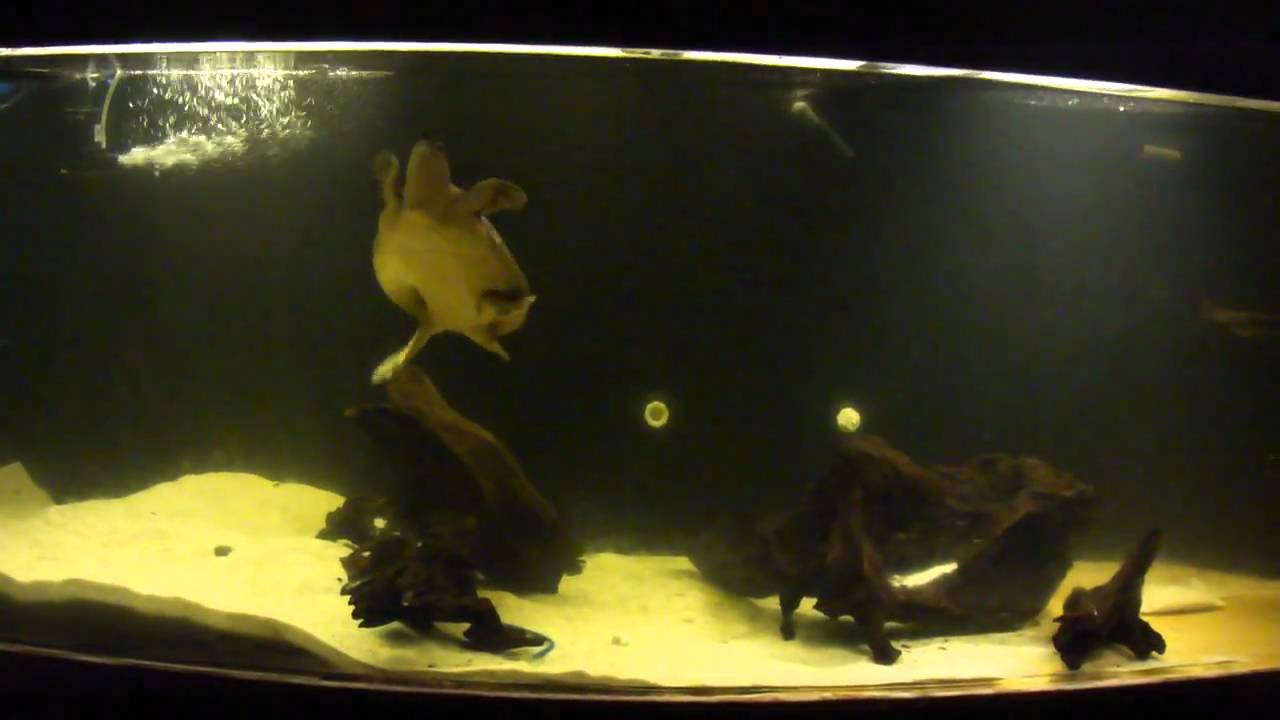 FLY RIVER TURTLE in 300 gallon tank - YouTube