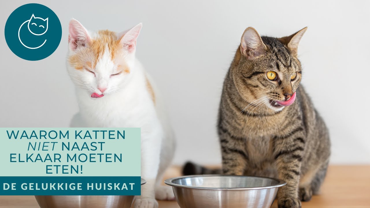 WAAROM KATTEN NIET NAAST ELKAAR MOETEN ETEN! - De gelukkige huiskat ...