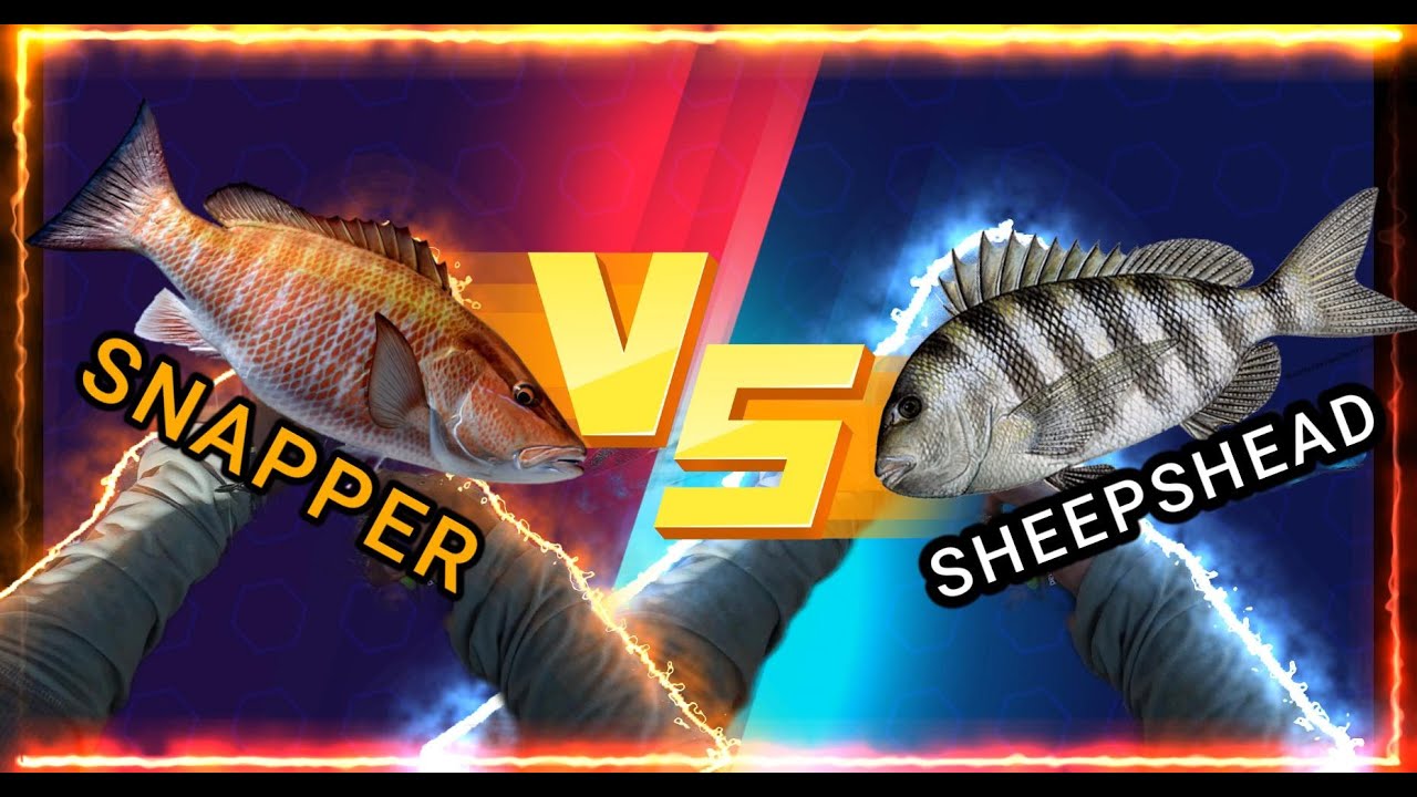 Fishing Tampa Bay for keeper *SHEEPSHEAD and SNAPPER*. Pt 1 - YouTube