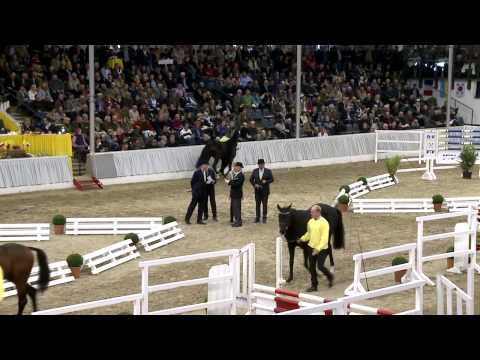 Hannoveraner Hengstkörung - Zweite Präsentation der Hengste