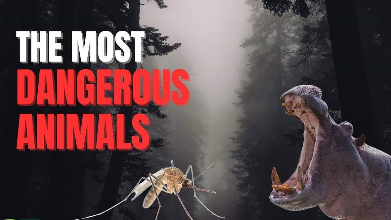 Top 10 Most Dangerous Animals in the World in 2025 by Sidra - YouTube