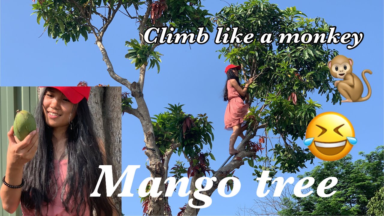 CLIMBING MANGO TREE IN AUSTRALIA - YouTube