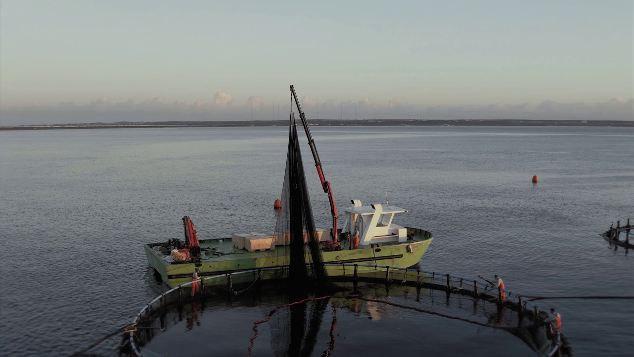 Levantina Fish - Promo Video - YouTube