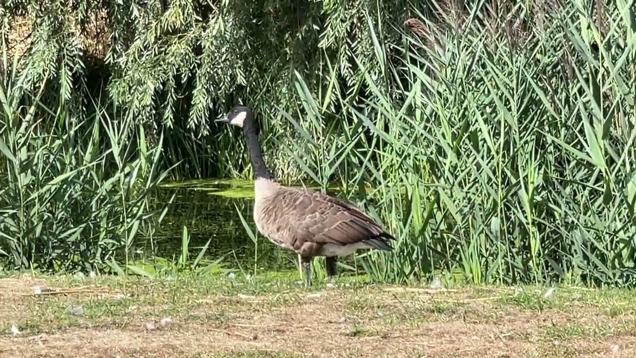 Canada Goose Giving Warning Signal - YouTube