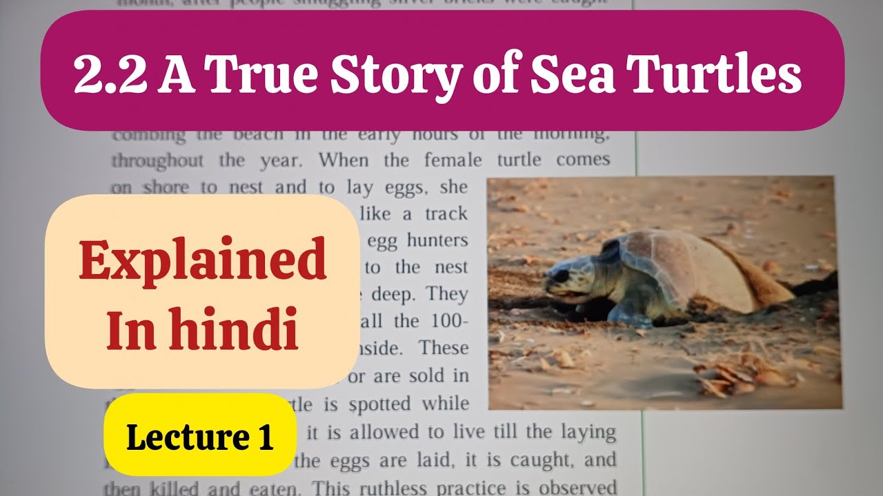 9th Std - English - Chapter 2.2 A true story of sea turtles - Lecture 1 ...