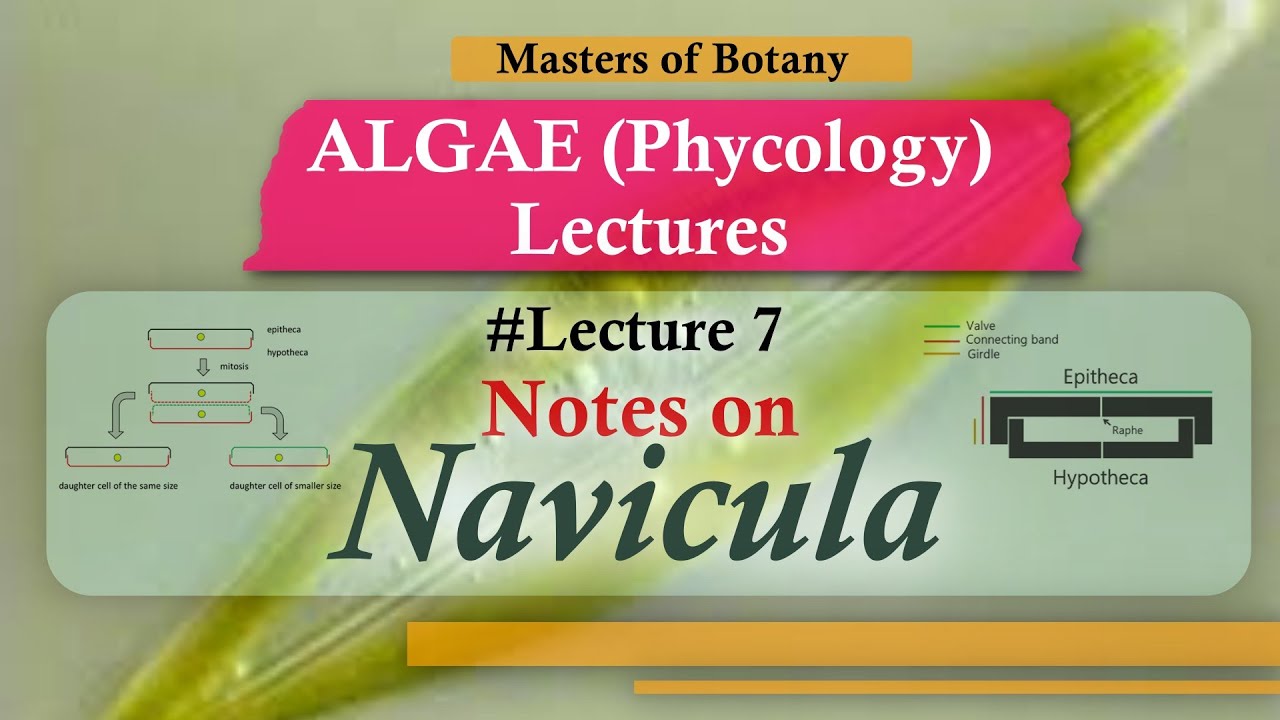 Lecture 7 | Navicula Life Cycle (Bacillariophyceae) | Algae (Phycology ...