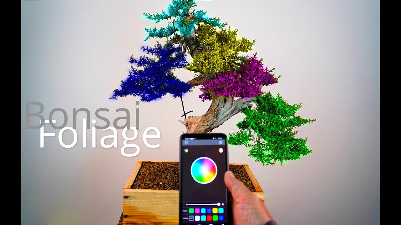 What Bonsai Color to choose - YouTube