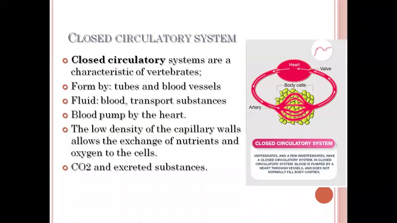2BGU. Biology. Vital process. Circulation - YouTube