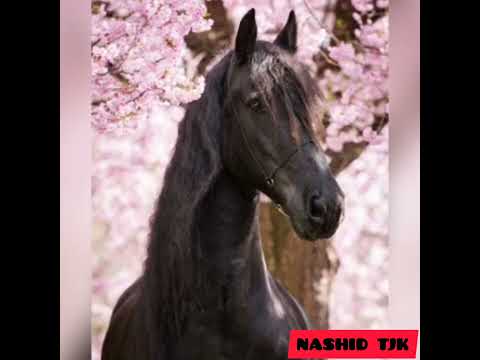 Nasheed - Очень красивый нашид / Biotiful nashid 2022