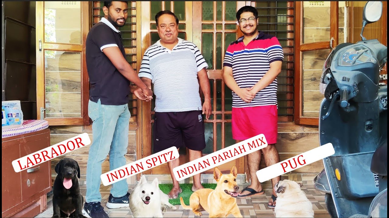 We met an Owner with 7 Dogs | Labrador , Pug, Indian Spitz & Pariah ...
