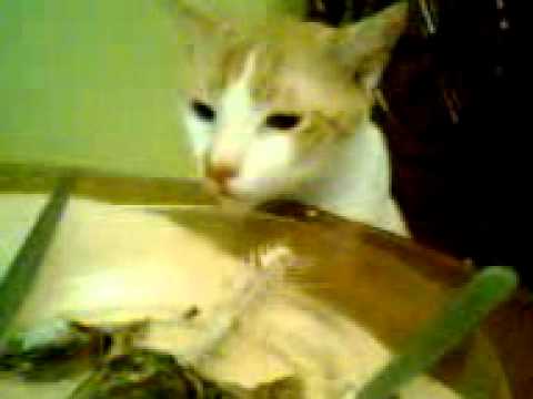 Kimbo the cat - YouTube