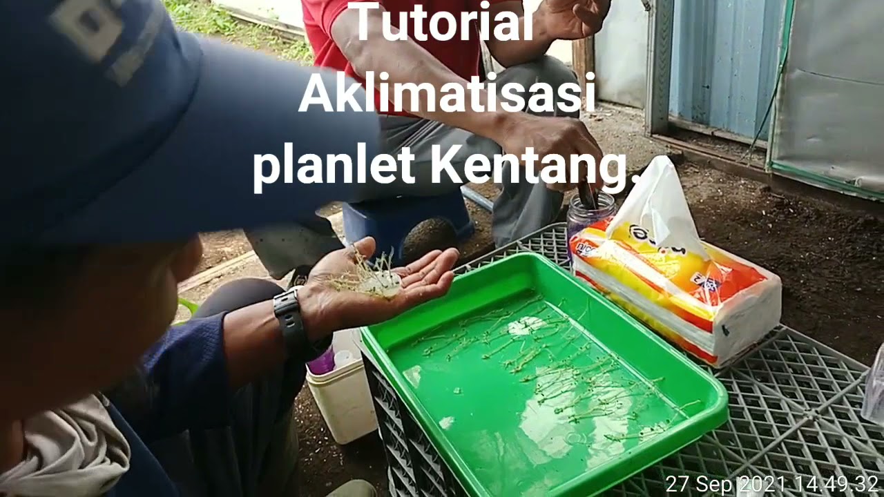 Tutorial Aklimatisasi Planlet Kentang. - YouTube