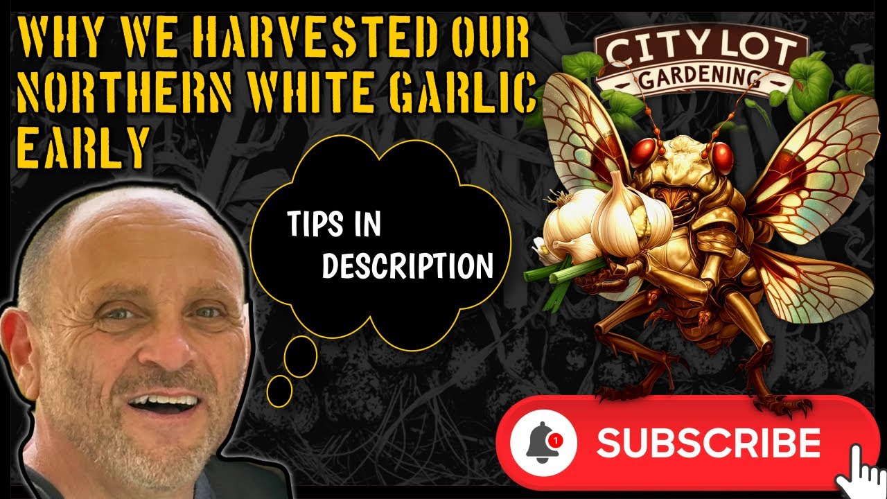 Why We Harvested Our Garlic Early Northern White Garlic - Tips from ...