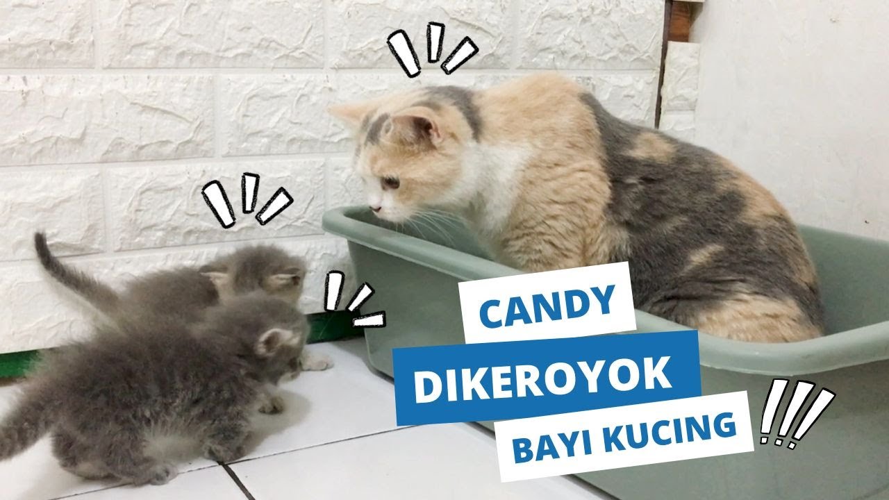 Tingkah Candy Ketemu Bayi Kucing Munchkin | Sungguh Bar Bar Sekali ...