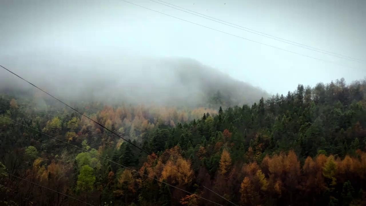 Fans recommend losing weight! Mom pickled 1 plate of folded ear root ...