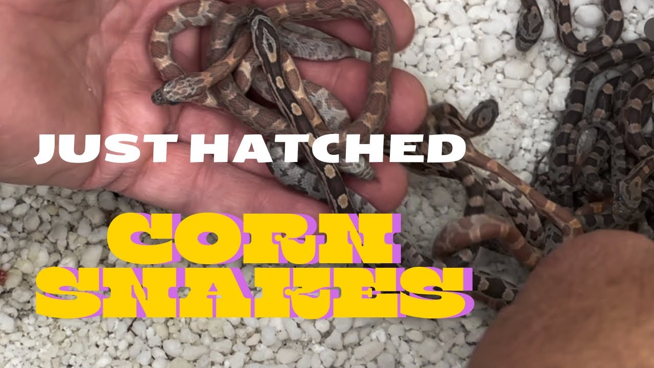 WHOA! So Many Baby Snakes! - YouTube