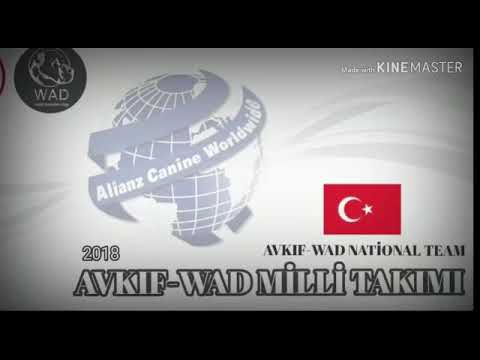 Türk Çoban Köpekleri Tescil günü Videosu