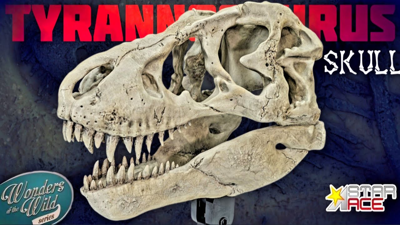 INCREDIBLE TYRANNOSAURUS REX SKULL! 2025 Star Ace Wonders of the Wild T ...