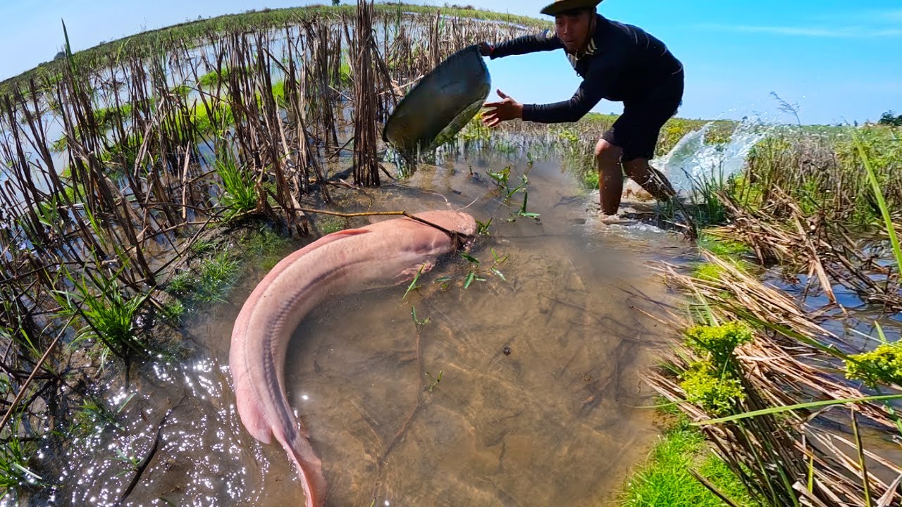 Awesome Fishing! smart fisherman catch a lot of fish at rice when dry water catch by skill hand ...