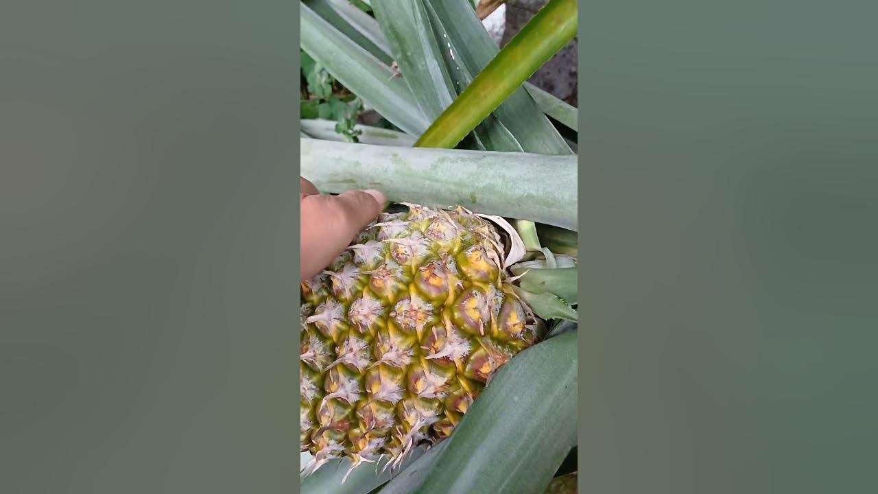 panen nanas - YouTube