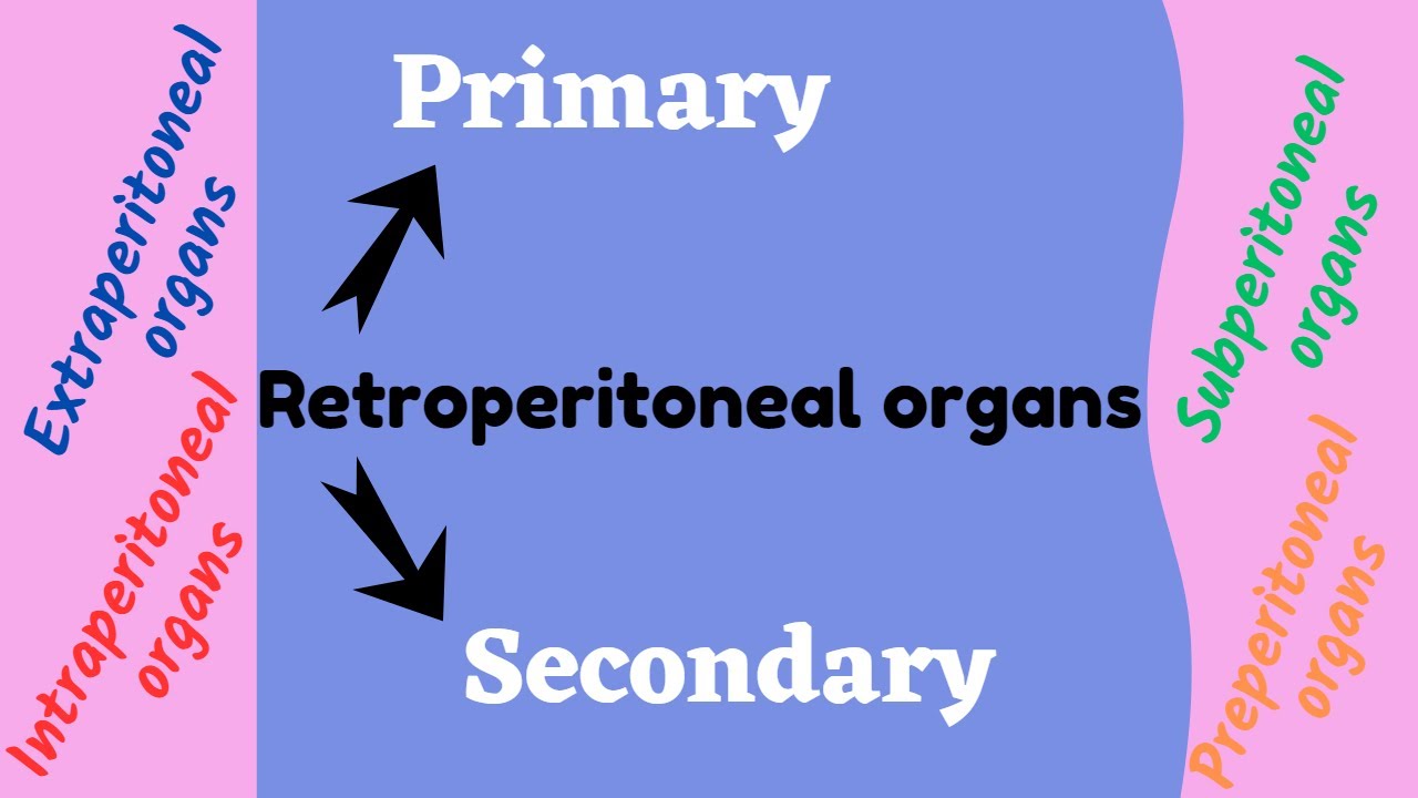 Primary and secondary retroperitoneal organs - YouTube