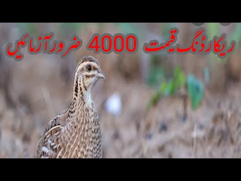 Batir ki awaz Quail sound  special sound Rs 4000 for full length