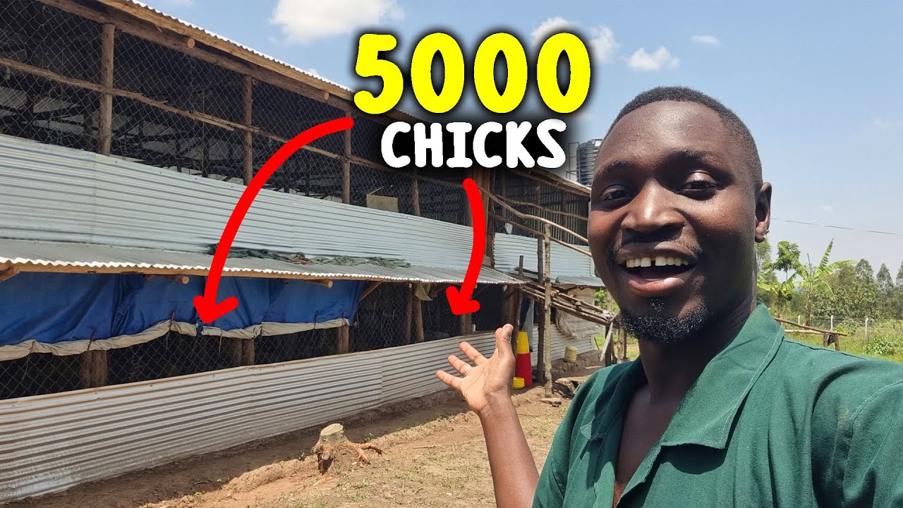 Preparing to recieve 5,000 Chickens on the Farm - YouTube