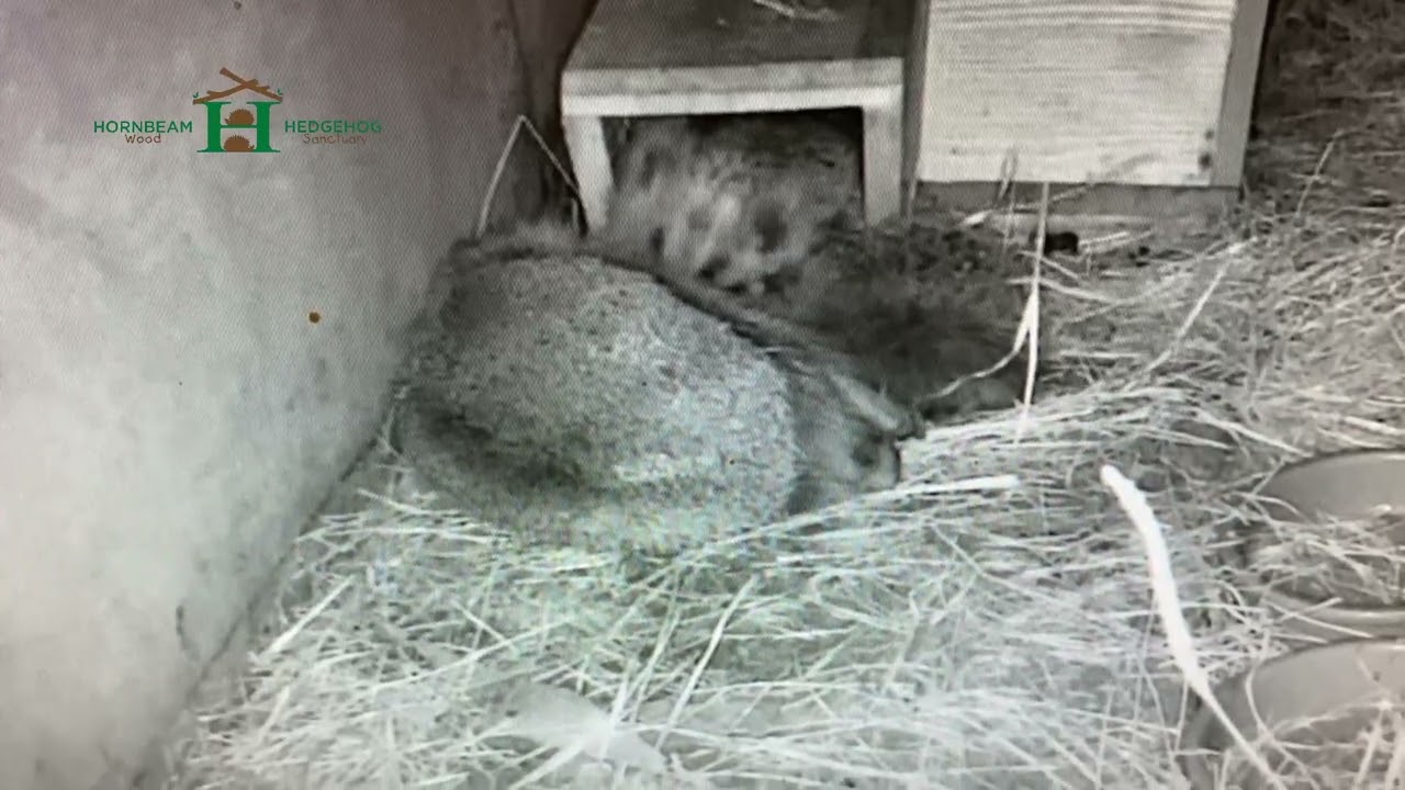 Mother hedgehog with baby hoglets suckling - Hornbeam Wood Hedgehog ...
