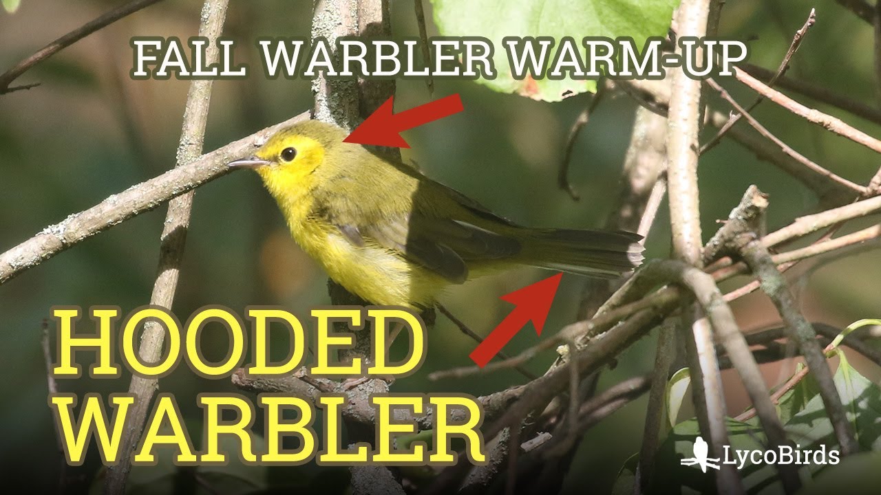 Drab Hooded Warbler Identification | Fall Warbler Warm-up - YouTube