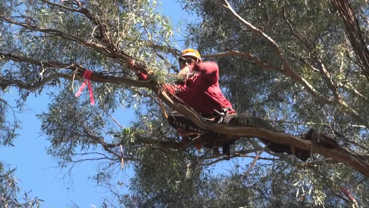 World champion tree climber Josephine Hedger - YouTube