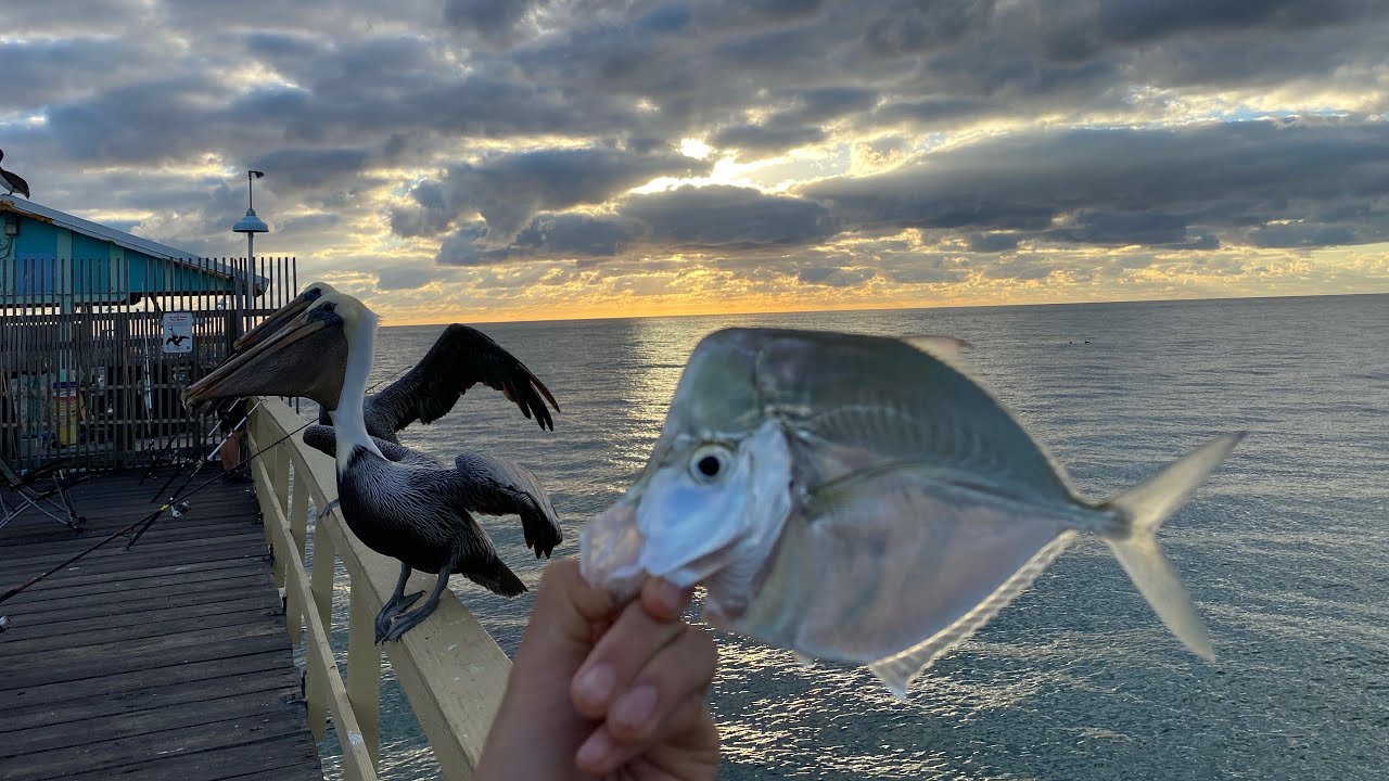 Anglin's Pier fishing for Lookdowns, Moonfish, and Jacks! (2021 Fort ...