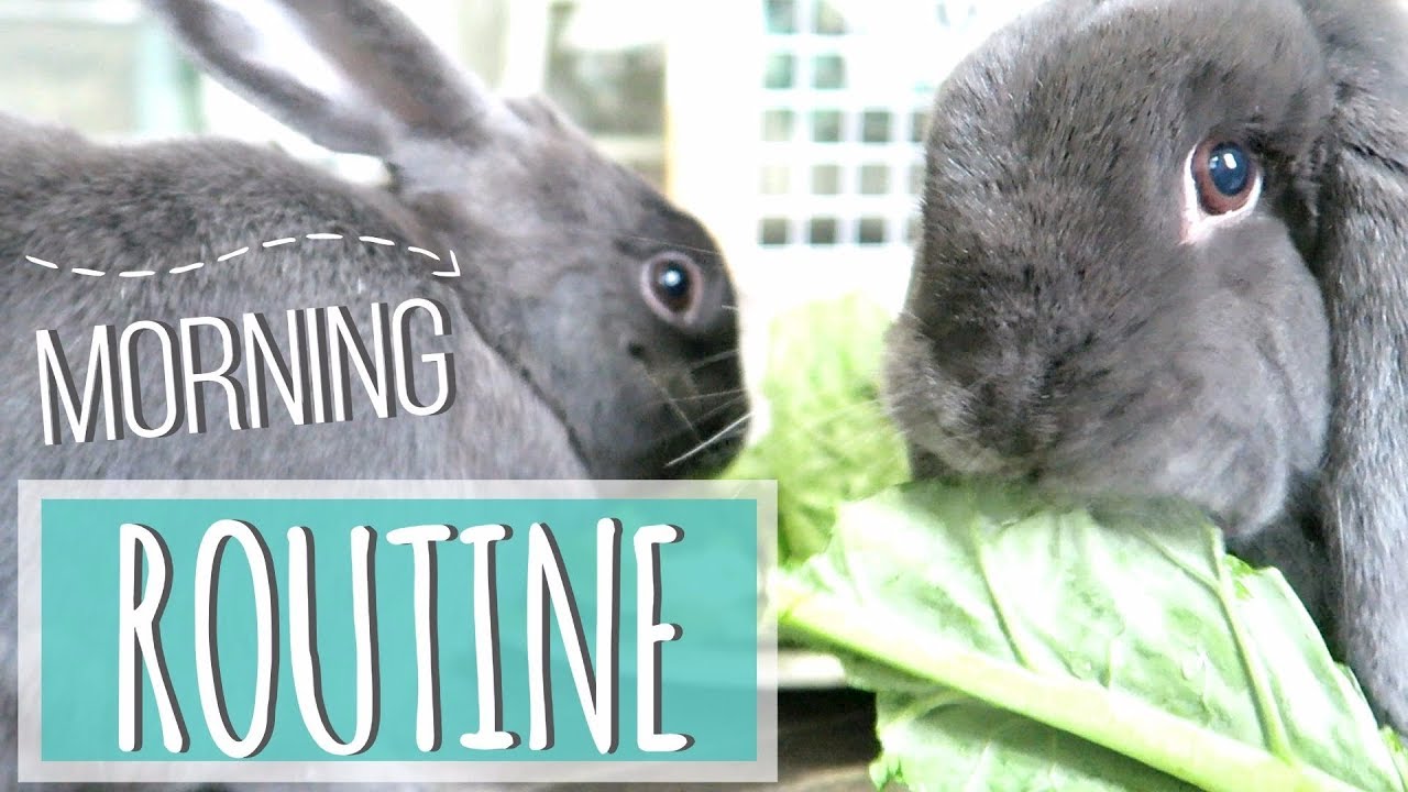 Rabbit Morning Routine 2017 - YouTube
