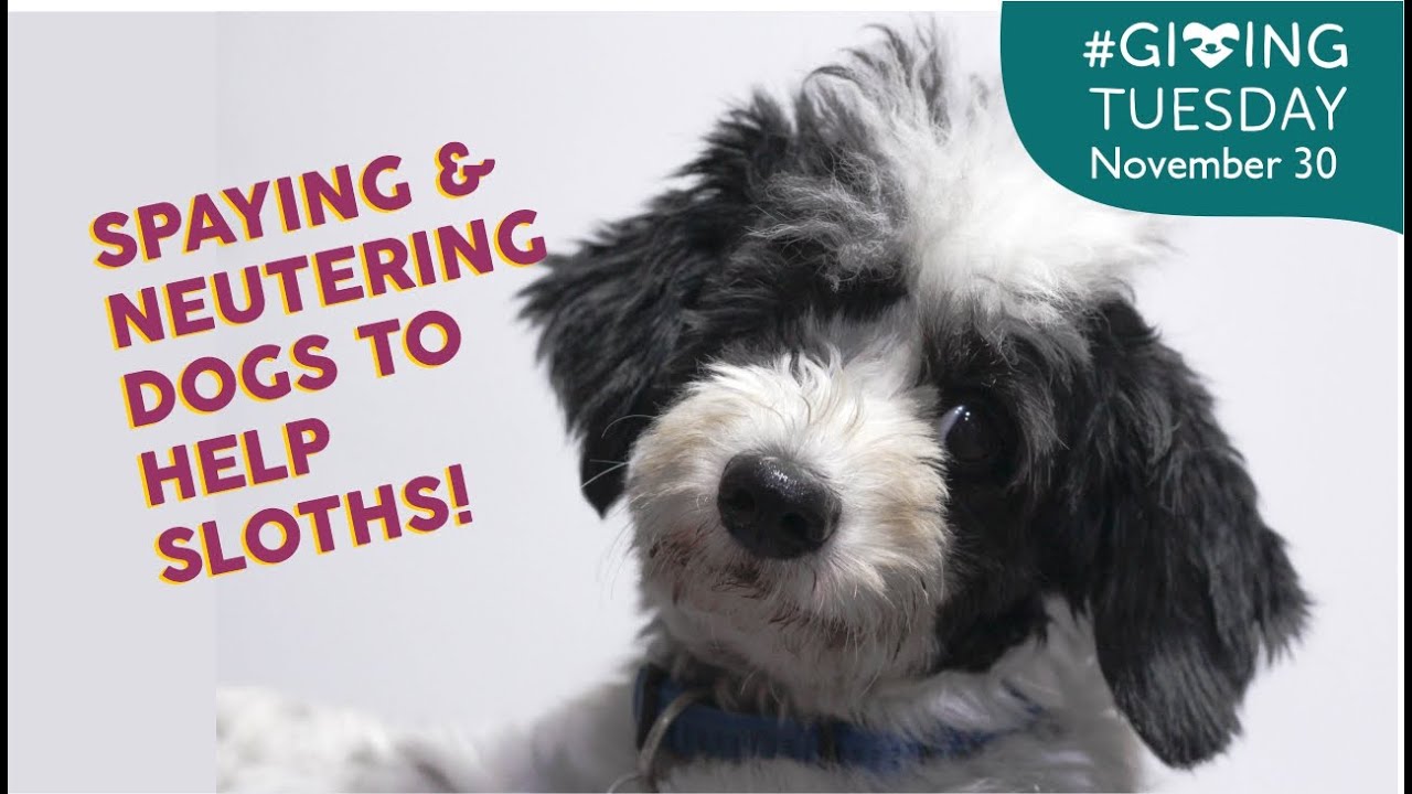 Oh my Dog! Project Happy dogs means saving sloths | The Sloth ...