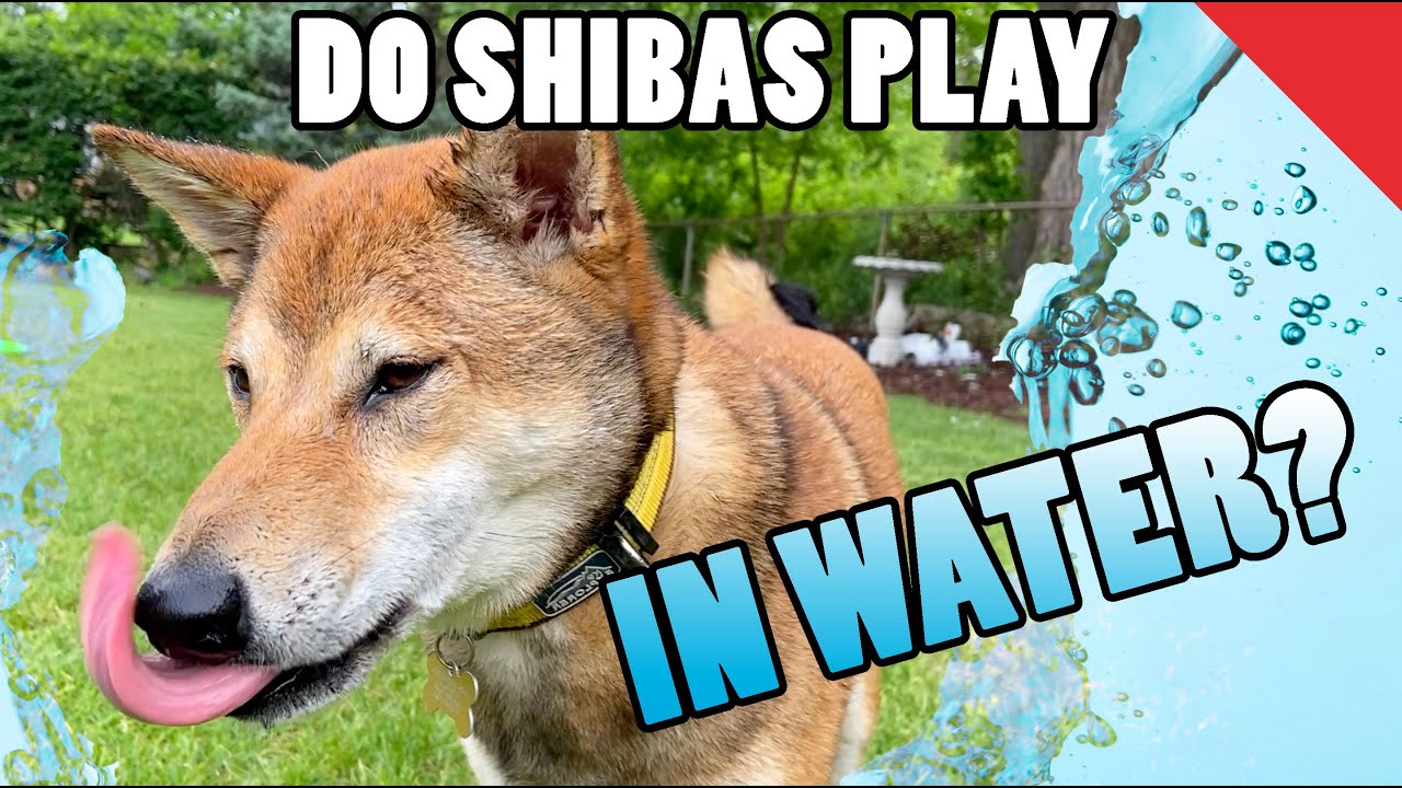sHiBaS dOnT LiKe WaTeR - or do they? - YouTube