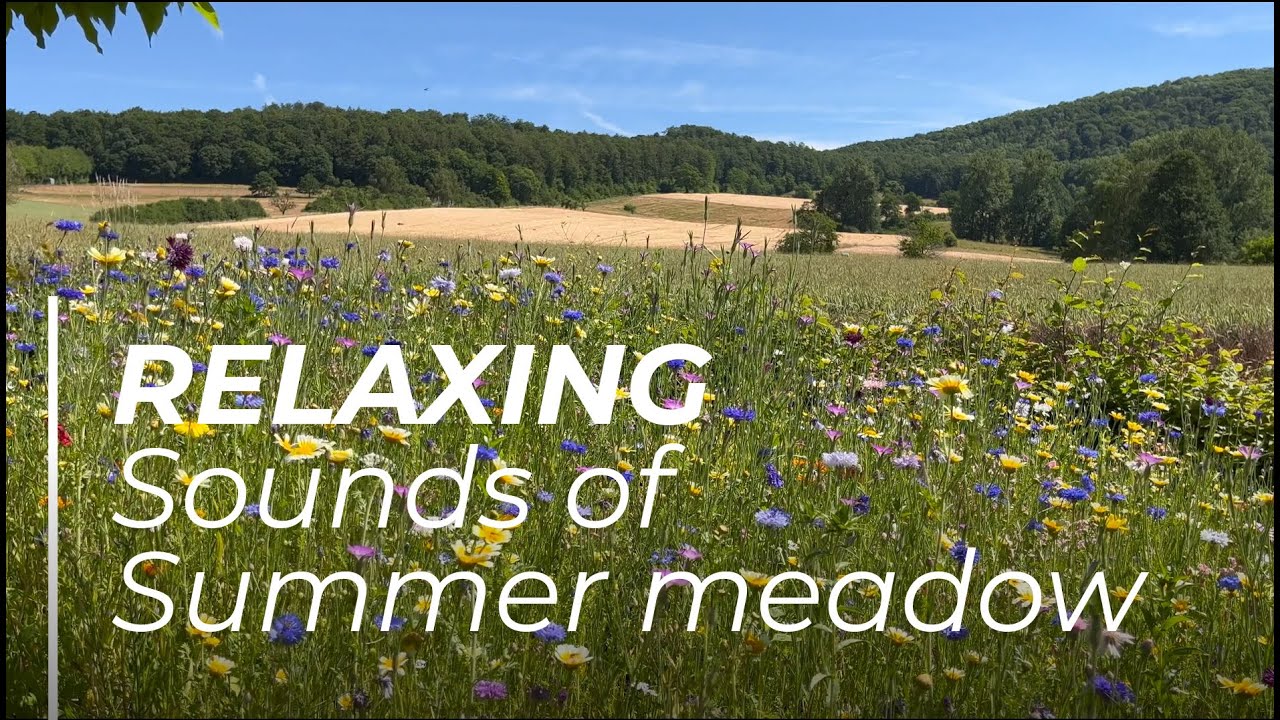 [10 Hours of] WHITE NOISE OF SUMMER MEADOW SOUNDS || For study, work ...