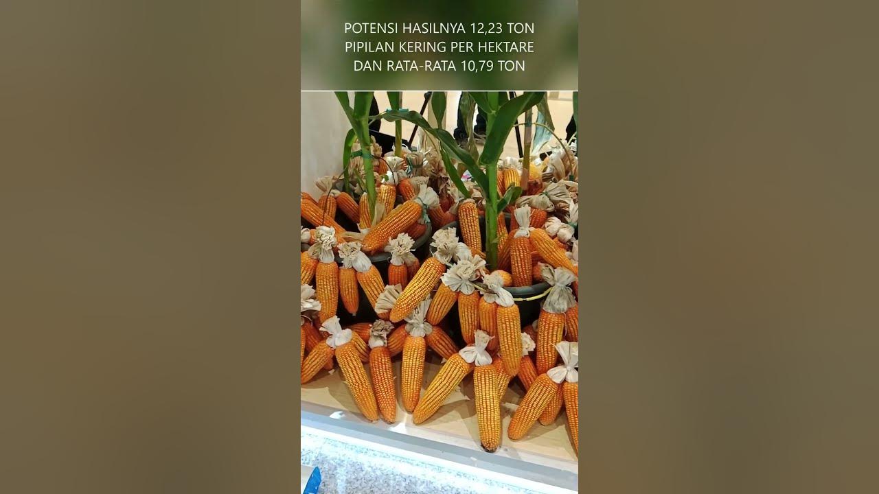 Jagung Varietas Macho, Tahan Penyakit Bulai dan Hawar Daun - YouTube