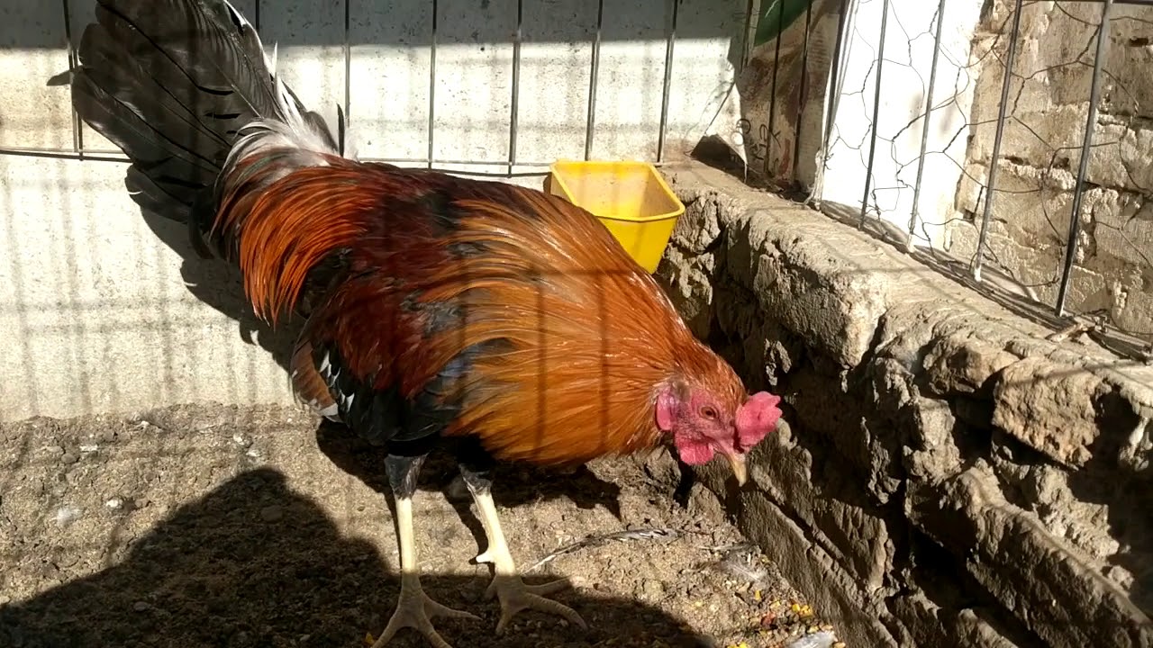 ¡POLLOS FINOS 2020! - YouTube